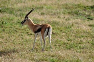 THOMPSON’S GAZELLE - a Common Gazelle in Eastern Africa | SAFARI KAY ...